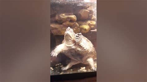Snapping Turtle On 2 Feet Youtube