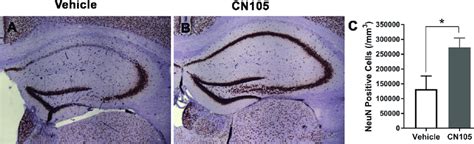 Representative Pictures Of Neun Staining Performed At 35 Days Following
