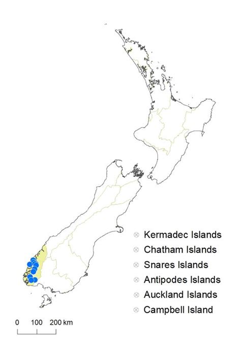 Flora Of New Zealand Taxon Profile Veronica Notialis