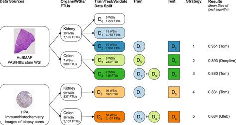 Overview Of Algorithm Comparison Setup Using Hubmap And Hpa Data Five