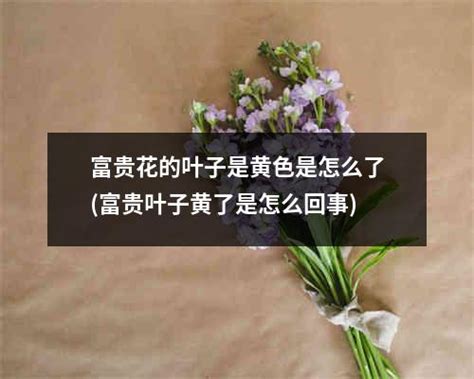 富贵红植物的养殖方法 富贵红盆栽怎么养 养花经验