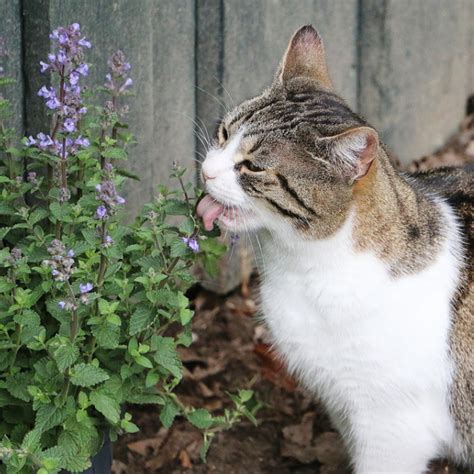 Why Do Cats Love Catnip Scratch Play Meow