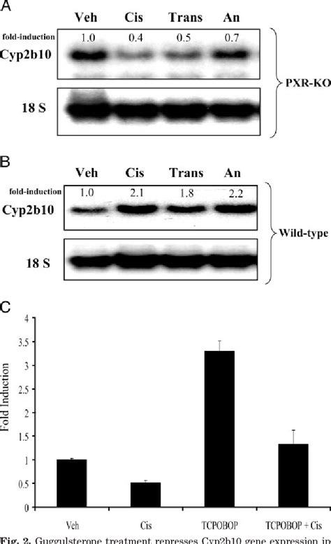 Figure 2 From The Ratio Of Constitutive Androstane Receptor To Pregnane