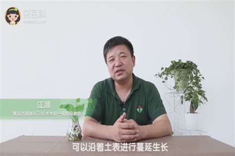 How To Hydroponics Root And Stem The Plant Aide