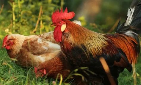 Brown Leghorn Egg Laying Chicken Breed 9 Facts Of Such Breed
