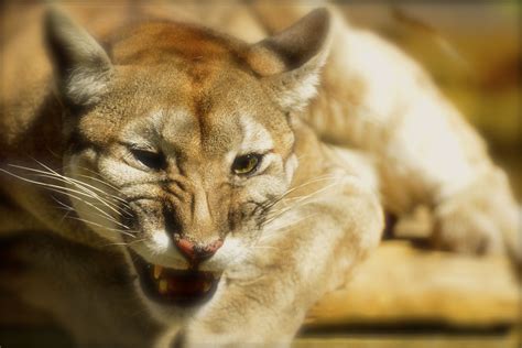 The Elusive And Nearly Extinct Florida Panther This Large Cat Roams