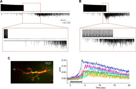 Figures And Data In Synchronous And Asynchronous Modes Of Synaptic