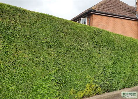 Leyland Cypress Cupressocyparis Leylandii Hedging Shrubs Hedging Buckingham Nurseries Ltd