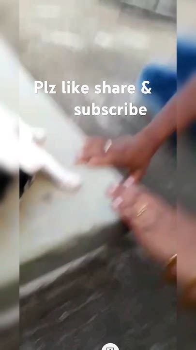 Guess Dog Breed Name ️ ️sakhivlogsl Dog Doglover Dogs Youtube