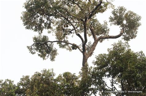 tree detection object detection dataset by durico2