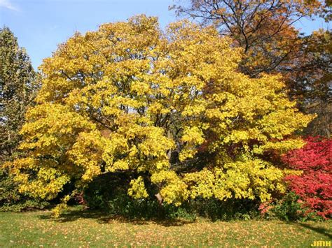 Hedge Maple The Morton Arboretum