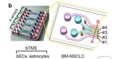 암세포 체외배양 치료제 반응 미리 예측미세유체칩 개발