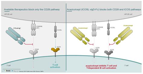 Inducible T Cell Costimulator Icos