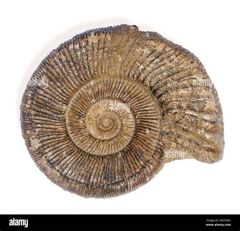 Ammonite Fossil Of A Perisphinctes Sp Ammonite Ammonites Were Marine