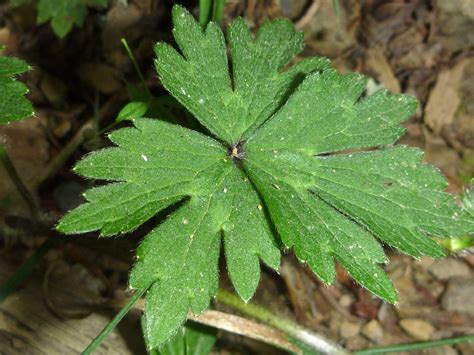 Divided Lobed Leaf Photos Of Ranunculus Occidentalis Ranunculaceae
