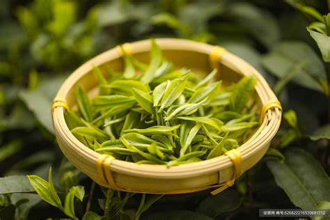 茶叶箩筐春季新茶茶园背景摄影图下载 编号526822276570681712 设图网