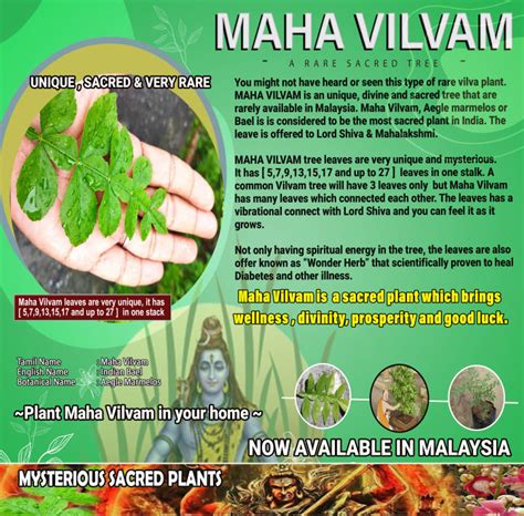 Live Plant Pokok Viral Rare Only In Malaysia Good Luck Maha Vilvam