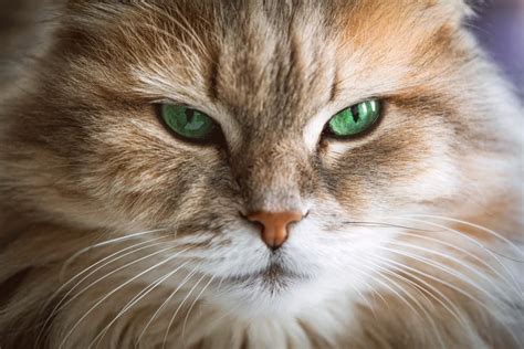 Can Cats See In The Dark Great Pet Care