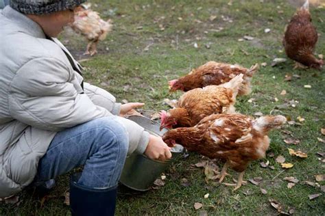 Qué Hacer Para Tener Gallinas En Casa Epirus