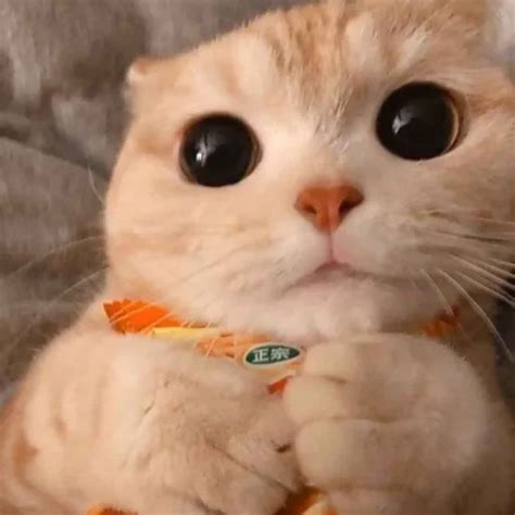 Sticker Maker Meow Meow Pikachu！ Part 6