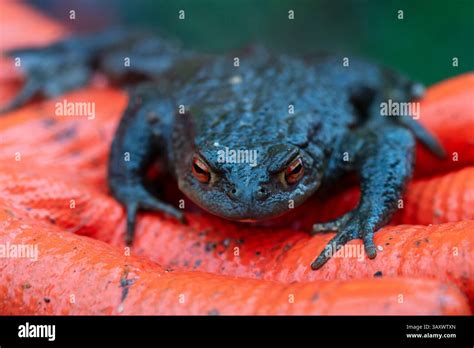 Very Dark Common Toad Bufo Bufo Held In A Red Gloved Hand During Amphibian Rescue On A Toad