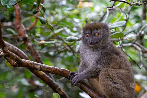 一只小狐猴站在雨林的树枝上