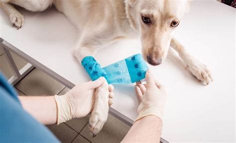 What Can I Give My Dog For Pain Pain Relief For Pooches