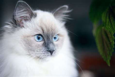 200 Blue Eyed Cat Names Beautiful And Unique Ideas Catster