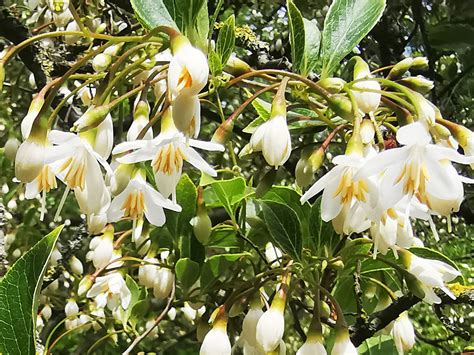 Styrax Japonicus Japanese Snowbell Tree Jurassicplants Nurseries