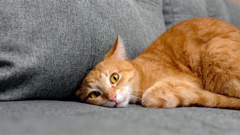 How To Keep Cats Cool In Summer