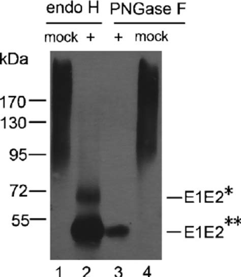 The Interaction Between Re1e2 And Cd81 A Gst Cd81 Pull Down Assay