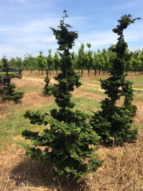 Hinoki Cypress Georgia Tree Farm