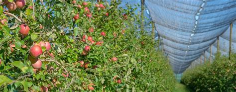 Using Netting To Protect Your Trees And Shrubs Renco Nets Ltd