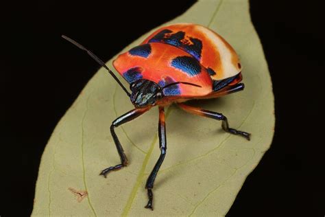 Camellia Shield Bug Tea Seed Bug Poecilocoris Latus Scut… Flickr