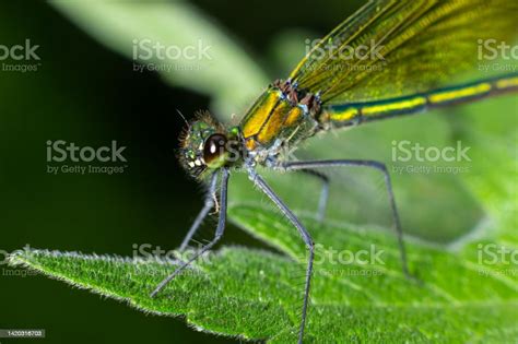줄무늬가있는 Demoiselle Calopteryx는 풀잎에 앉아 화려합니다 서식지에있는 아름다운 푸른 Demoiselle