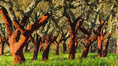Wine Cork Wildlife Conservation Perfect Trio In Portugal