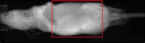 Surface Reconstruction From Multiview Projection Data Employing A