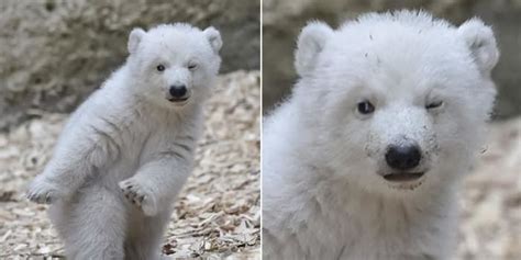 자기 찍는 카메라 바라보며 한쪽 눈 찡긋 감으며 윙크 뿅 날리는 아기 북극곰의 애교 애니멀 플래닛