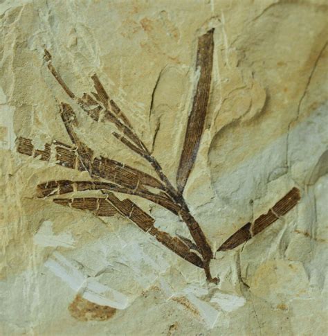 Cretaceous Plant Fossils