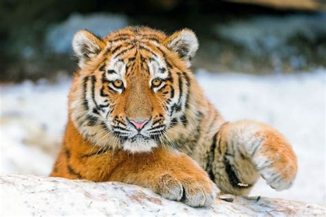 壁纸 虎 野生动物 大猫 动物园 晶须 捷豹 舌 捕食者 动物群 脊椎动物 特写 猫像哺乳动物 鼻子 爪子