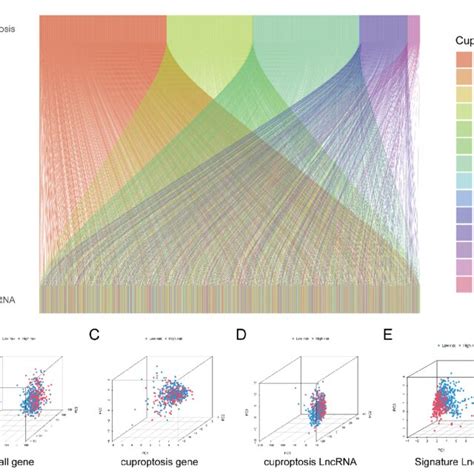 Figure S1 Identification Of Cuproptosis Related Lncrnas And Principal Download Scientific