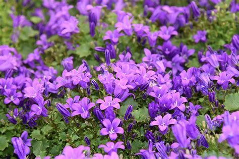 Botany Flowers Wall Bellflowers Free Photo On Pixabay Pixabay