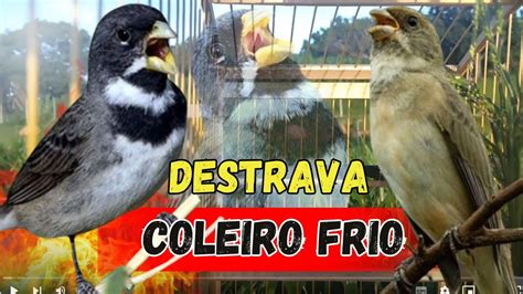FAÇA O TESTE COLEIRO TUÍ TUÍ PROFESSOR FÊMEA PIANDO MUITO DE QUENTE