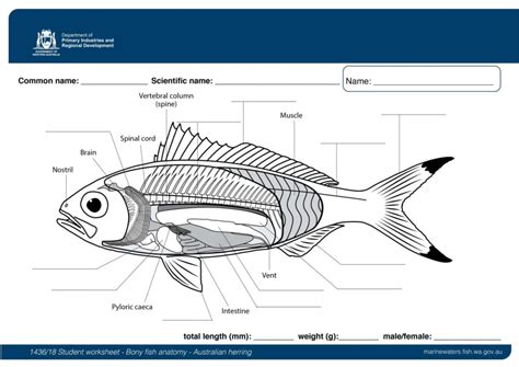 Fish Internal Anatomy Labeling Worksheets Printable Worksheets