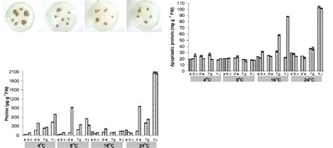Effect On Apoplastic Protein Of Proline And Salicylic Acid Treatment In