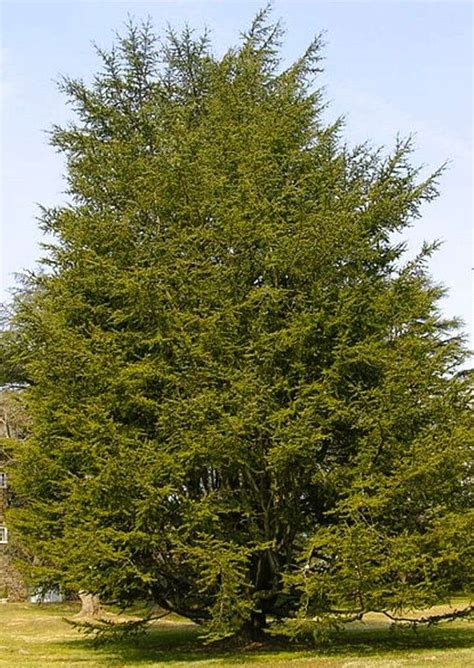Cedar Trees What Should You Know Tree Secrets