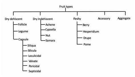 Dry Fruits Tree Guide UK Dry Dehiscent And Indehiscent Fruits