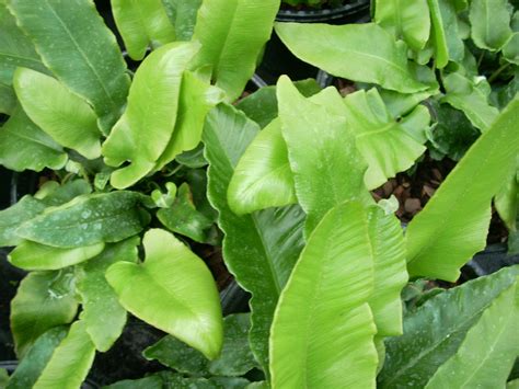 Asplenium Scolopendrium Thompsons Plants And Garden Centres