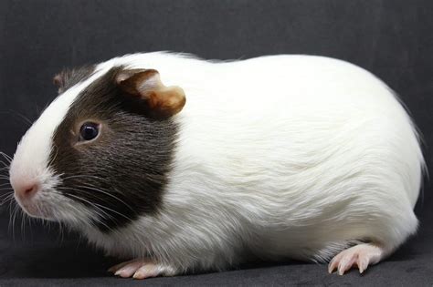Nom de cochon dinde La meilleure liste de prénoms pour son cochon d
