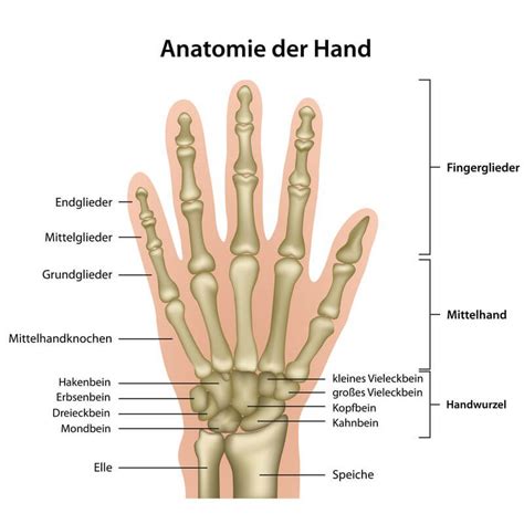 Das Handgelenk Wichtig Für Bestimmte Bewegungen Der Hand Finger